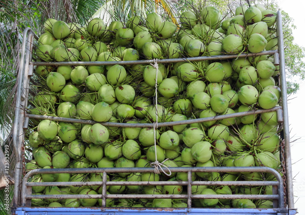 Lots of coconut in the truck Stock Photo | Adobe Stock