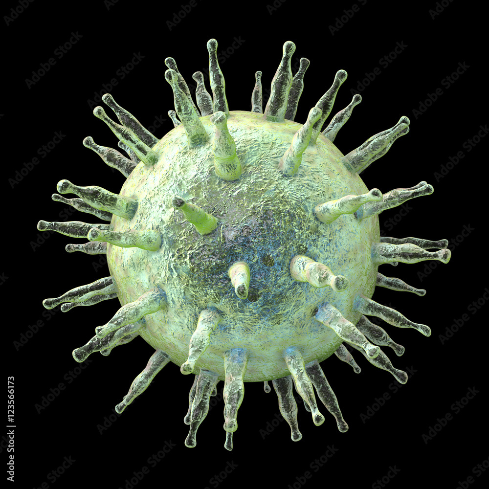 Epstein-Barr virus EBV, a herpes virus which causes infectious ...