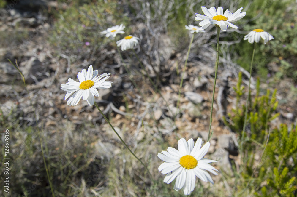 Foto de Dalmatian pyrethrum daisy (Tanacetum, Chrysanthemum ...