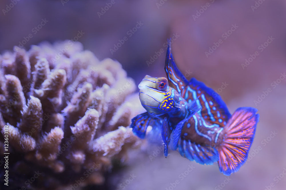 Mandarinfish are reef dwellers, preferring sheltered lagoons and ...