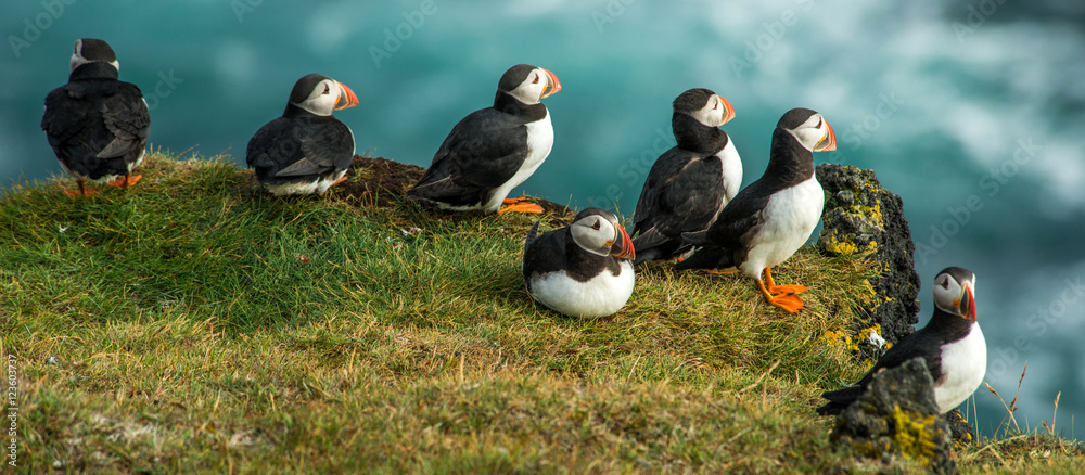 Puffin, Heimaey coast, South Iceland Stock-Foto | Adobe Stock