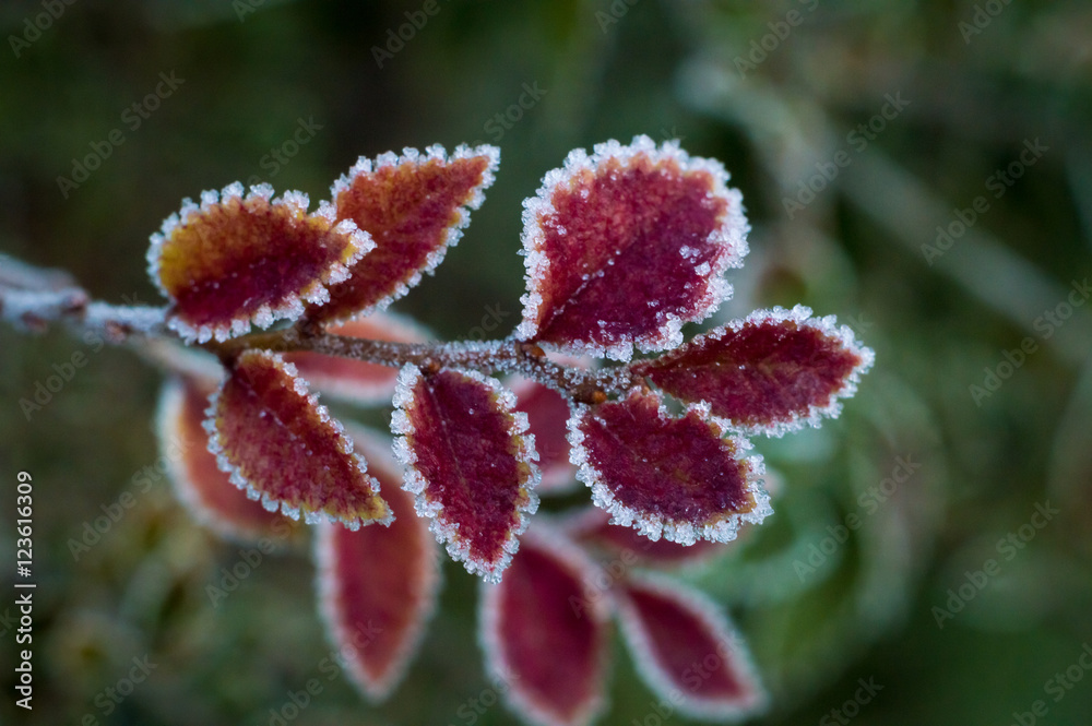 frost plants Stock Photo | Adobe Stock