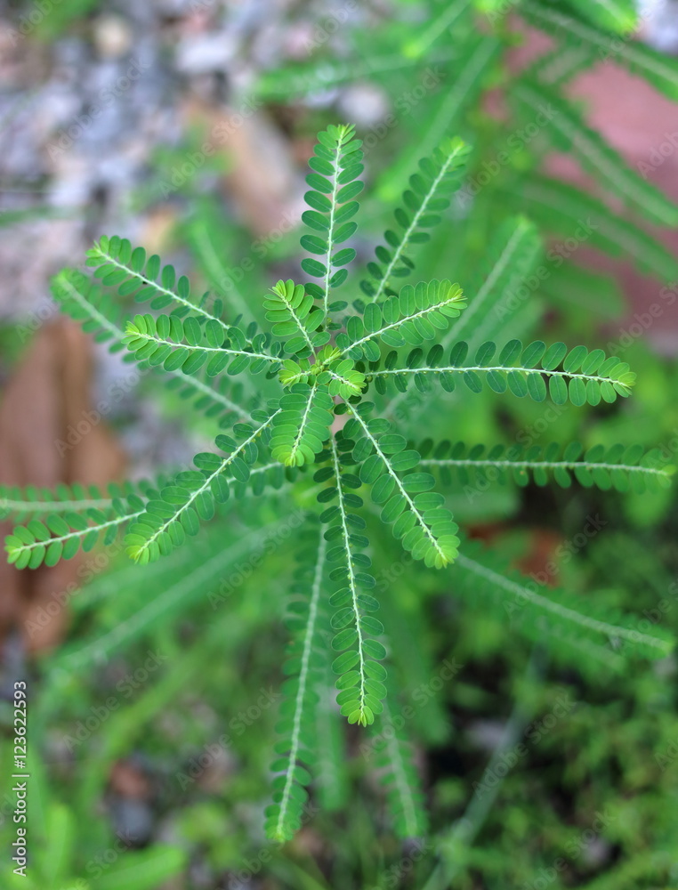 Close up Phyllanthus niruri herb plant and other name, Seed-under-leaf ...
