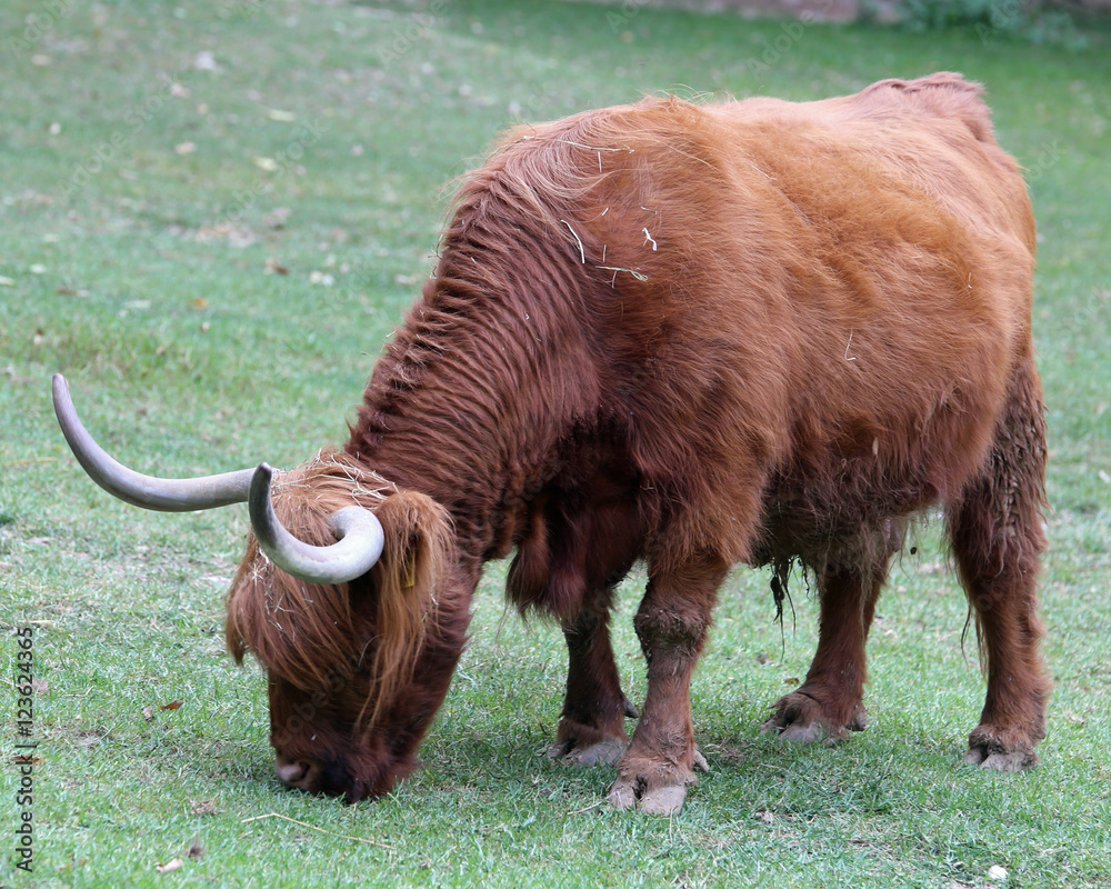 big yak with long brown hair and long horns Stock Photo | Adobe Stock