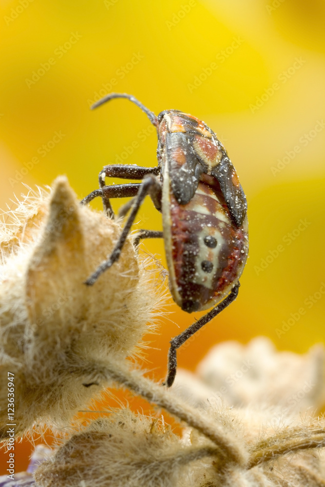 Bug Instar: bugs, unlike beetles, grow in stages called instars, and do ...