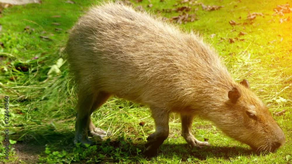 Capybara (Hydrochoerus hydrochaeris) is large rodent of genus ...