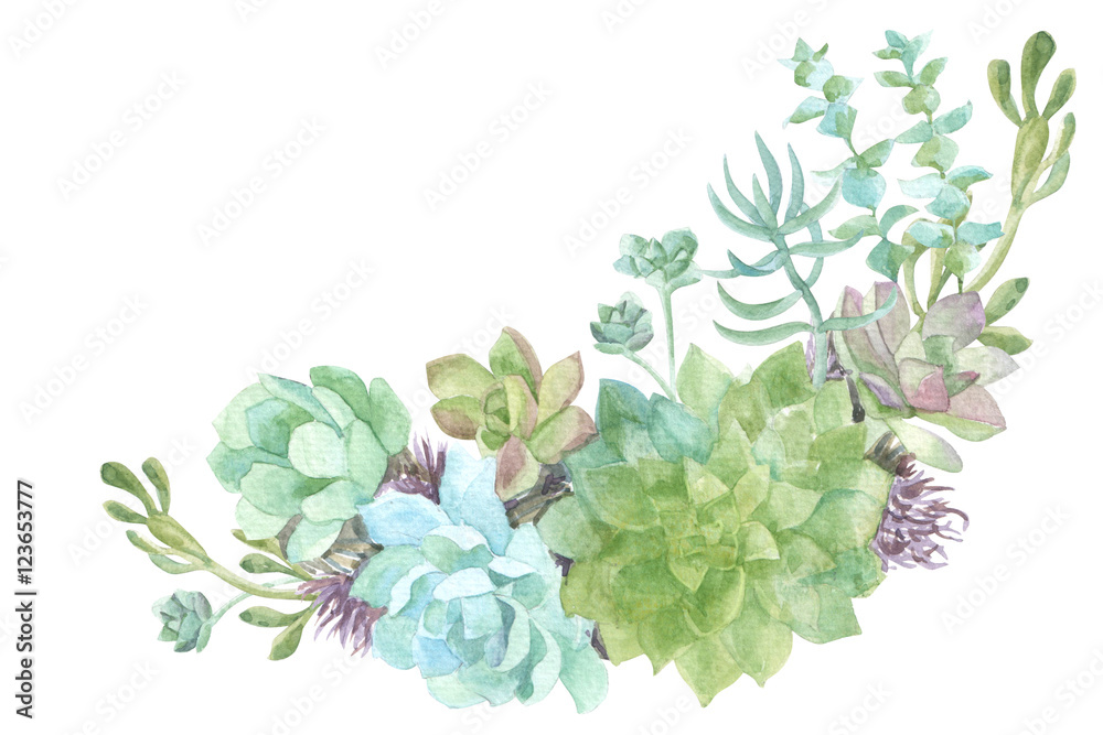 watercolor flowers succulents Stock Illustration | Adobe Stock