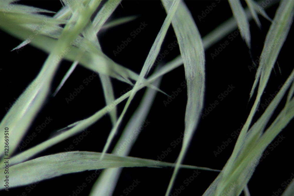 Pile of dried Arthropoda by microscope. Gammarus pulex is small ...