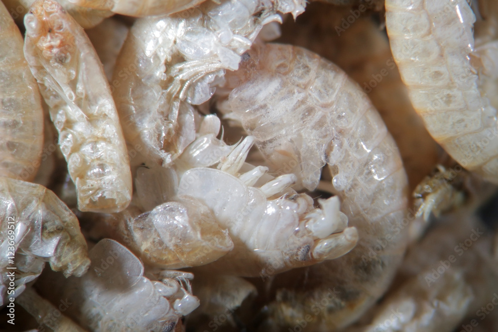 Pile of dried Arthropoda by microscope. Gammarus pulex is small ...