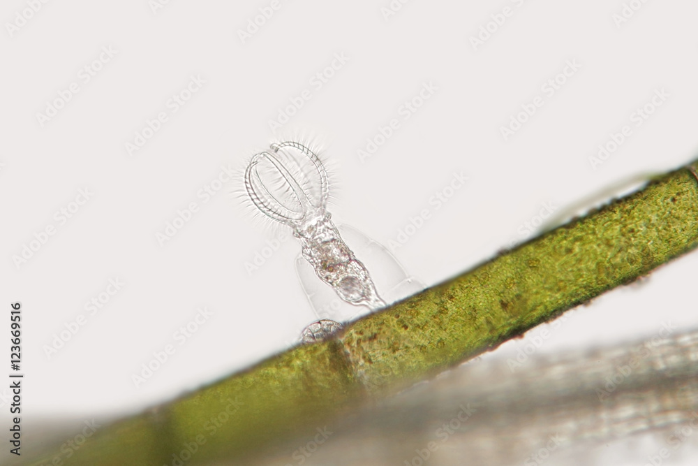 Pile of dried Arthropoda by microscope. Gammarus pulex is small ...