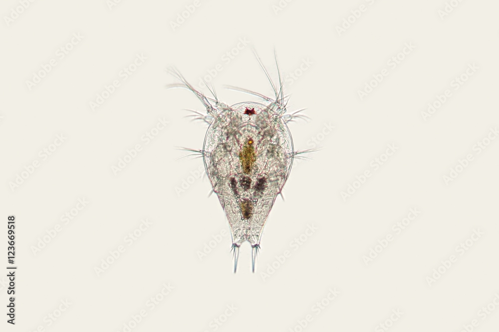 Pile of dried Arthropoda by microscope. Gammarus pulex is small ...