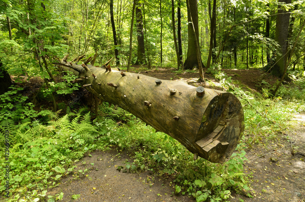 The untouched nature in the forest. Stock Photo | Adobe Stock