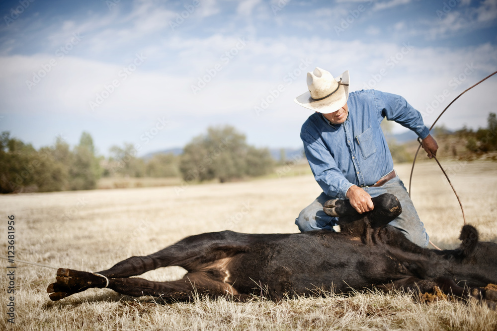 Man wearing a cowboy hat kneels over a prone, roped cow and prepares to ...