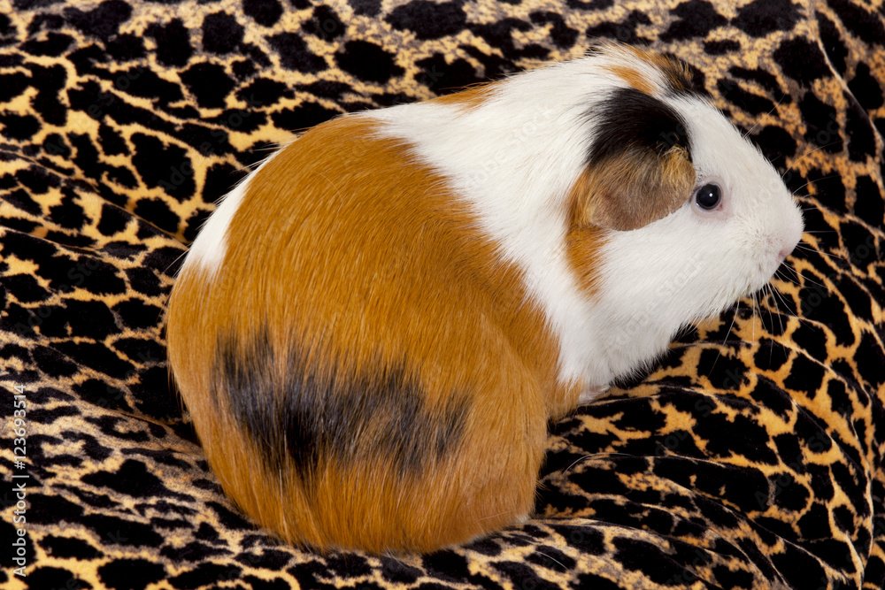 Adult male American Guinea Pig (Cavia porcellus) on a leopard spotted ...