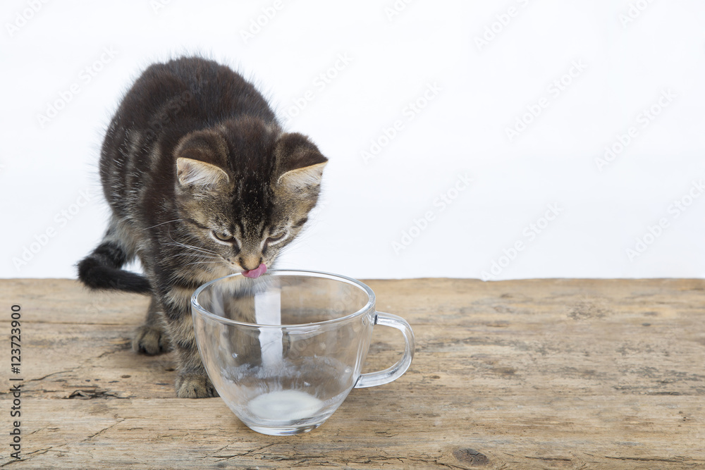 Cute cat drinks milk Stock Photo | Adobe Stock