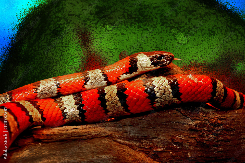 Schlange Rot Stock Photo | Adobe Stock