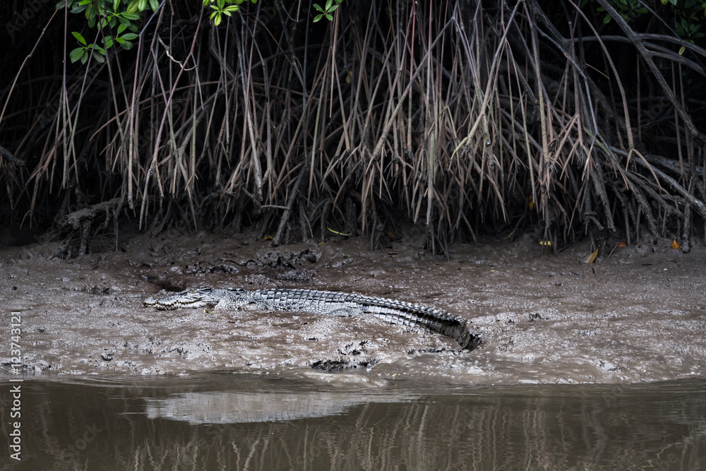 Crocodile in the Daintree Rainforest, Australia Stock Photo | Adobe Stock
