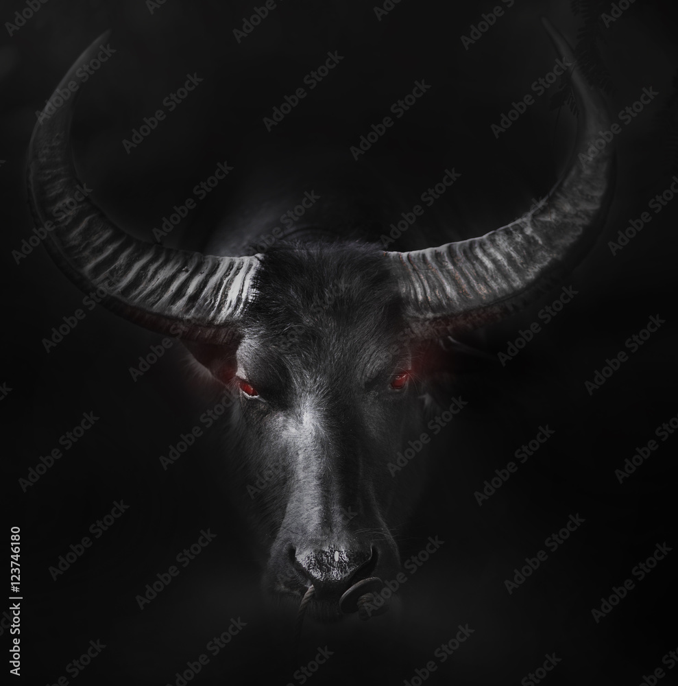 angry ox portrait Stock Photo | Adobe Stock