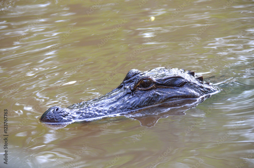 Louisiana Bayou Gators