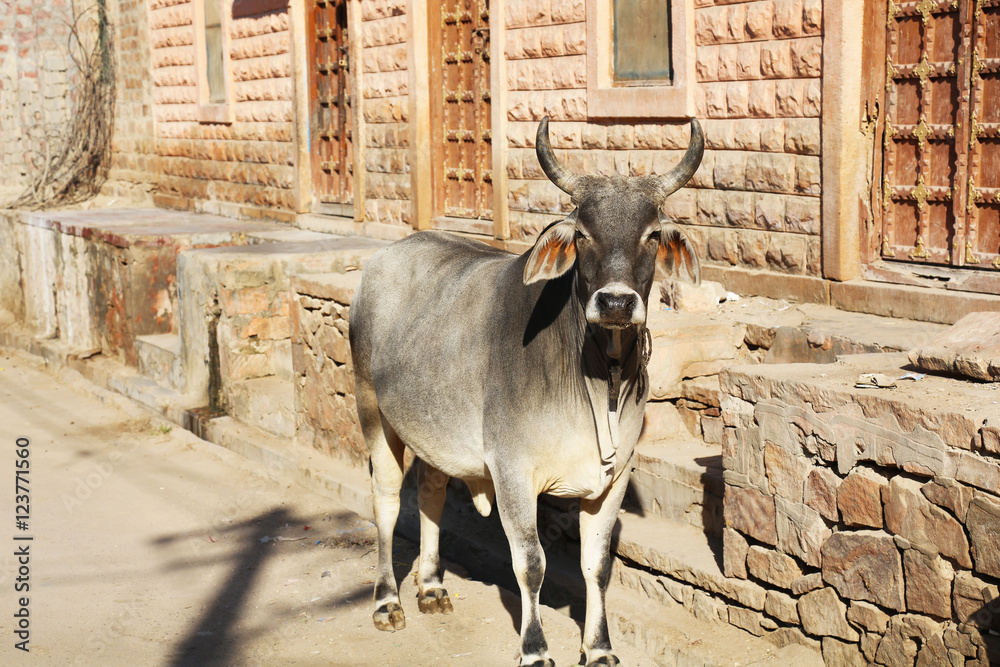 Holy Cow Rajasthan India Stock Photo | Adobe Stock