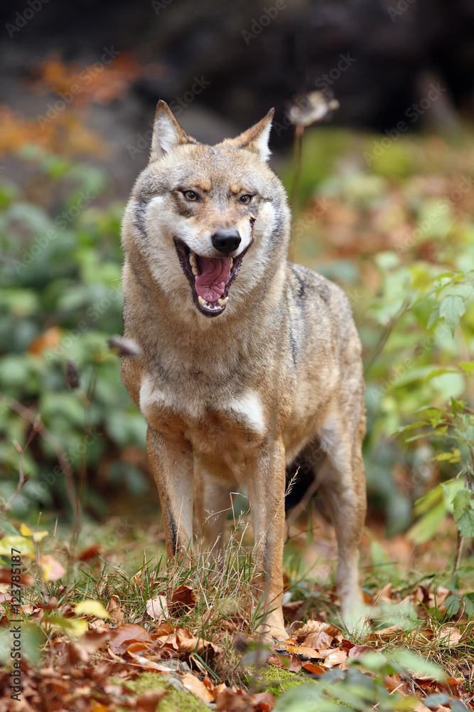 The gray wolf or grey wolf (Canis lupus),wolf with an open mouth Stock ...