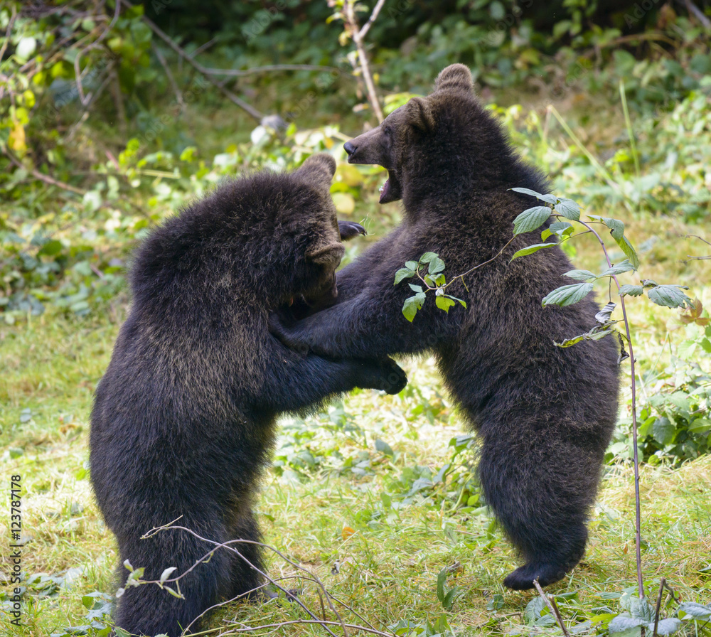 Two brown bear cubs play fighting Stock Photo | Adobe Stock