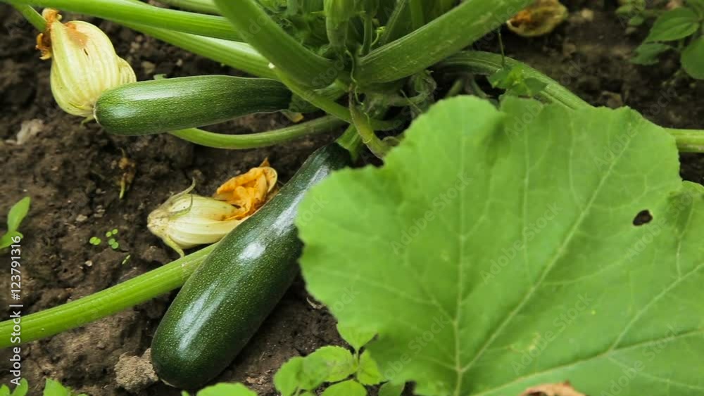 Fresh zucchini courgettes with yellow flowers.Summer marrow growing in ...