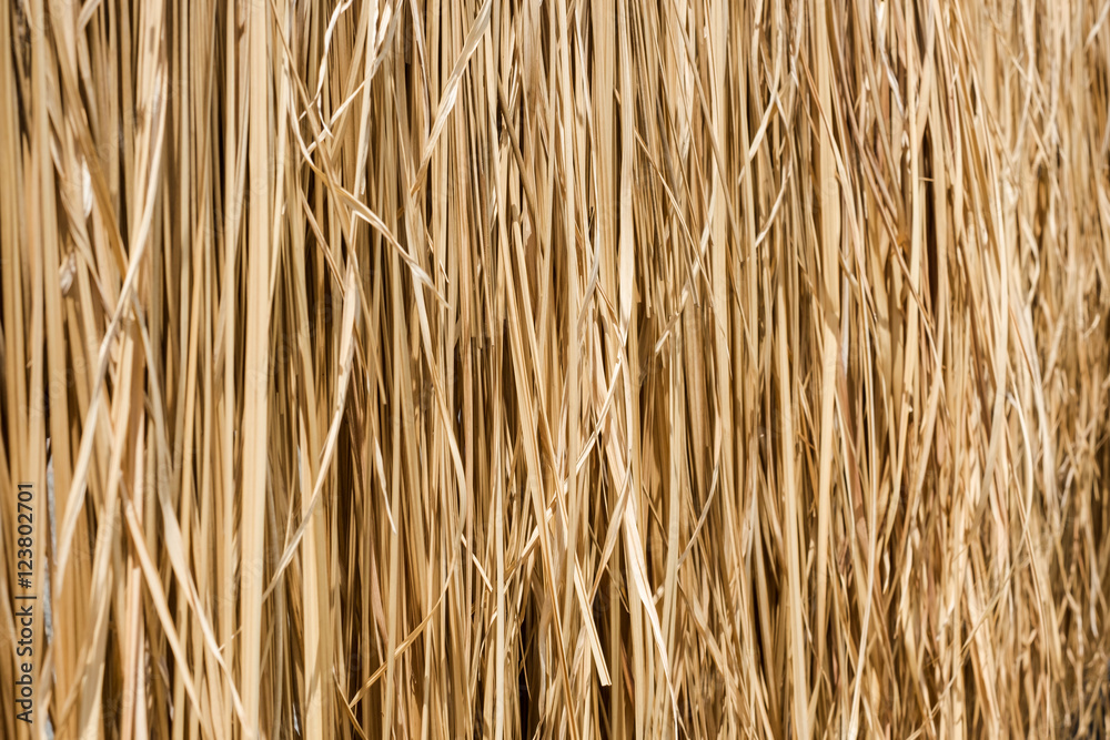 yellow hay wall texture background,natural objetct Stock Photo | Adobe ...