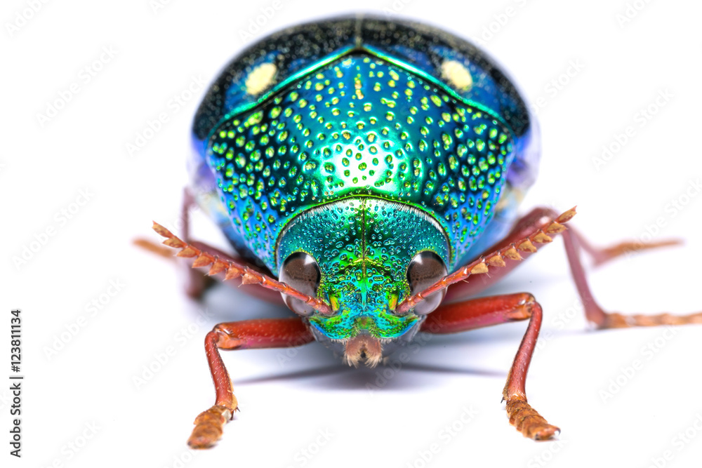 Close up of Jewel beetle (Buprestidae) isolate on white. The larger and ...
