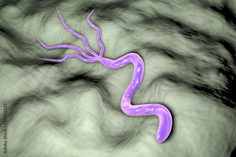 3D illustration of Helicobacter pylori, bacterium which causes gastric ...