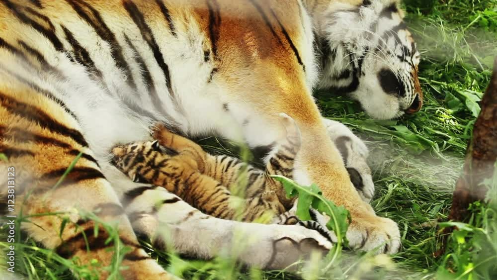 tiger cubs feeding Stock Video | Adobe Stock