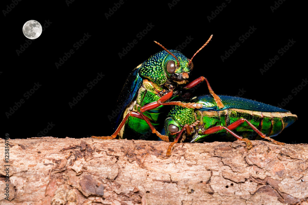 couple beetle (Buprestidae) on dark night with full moon. The larger ...