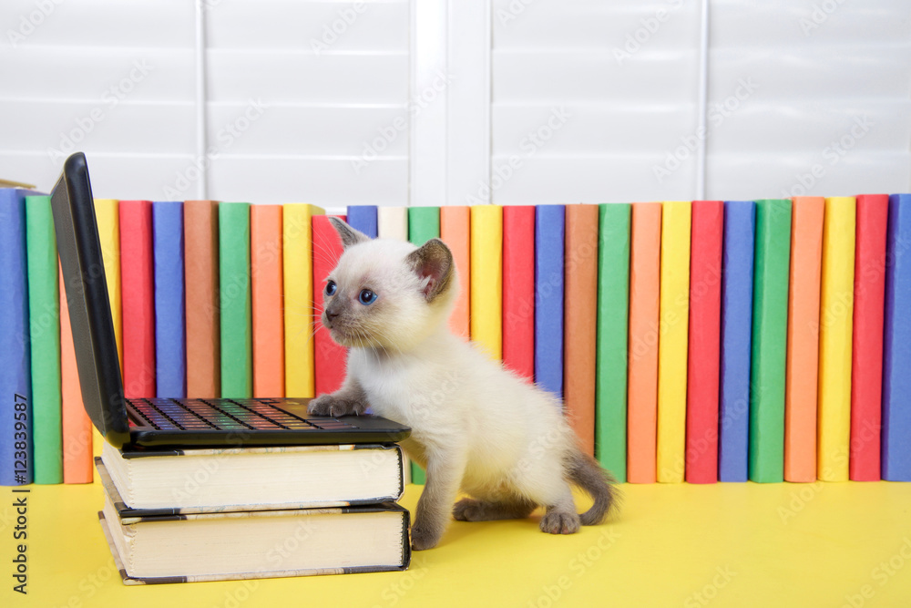 Tiny Siamese kitten with blue eyes sitting at a miniature laptop ...