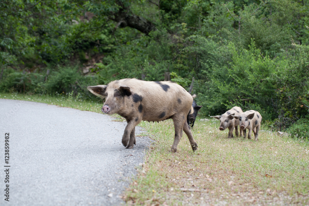 cochon corse sur la route Stock Photo | Adobe Stock