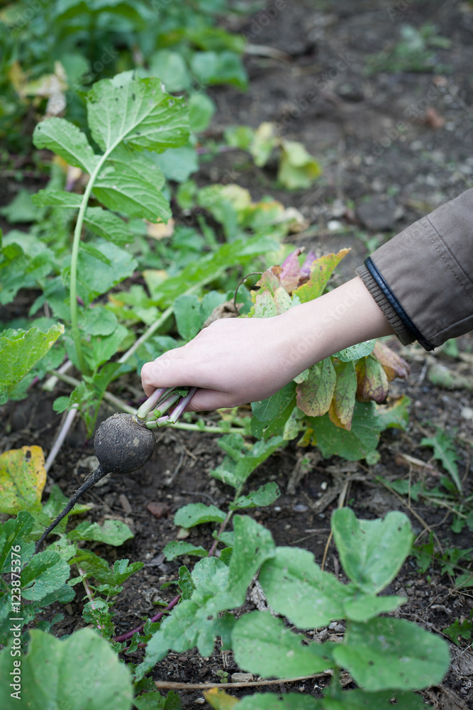 Young woman pulling out white radish in her huge garden in autum Stock ...