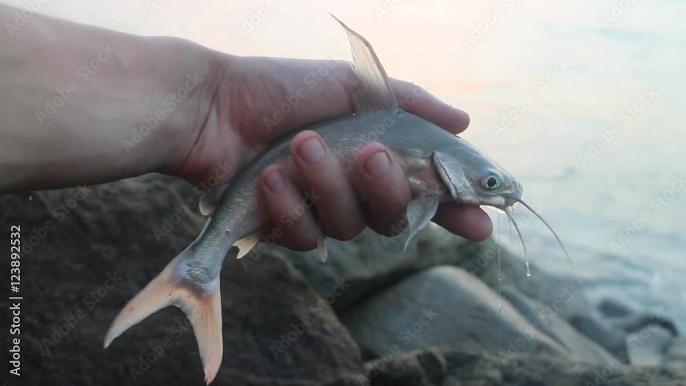 Amater fishing in India 8. Parvati fish (gafftopsail catfish, Bagre ...