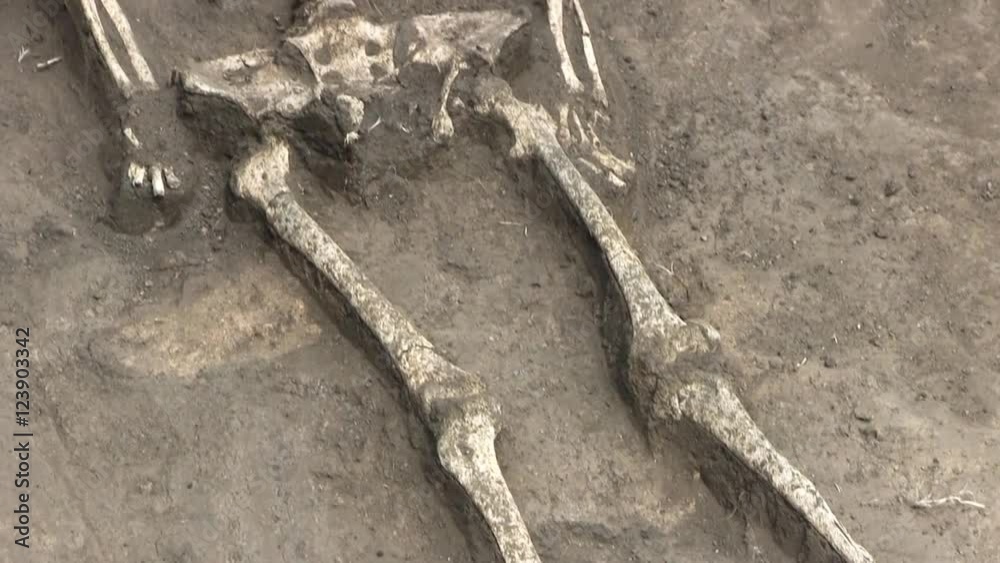 A Skeleton Of A Human Body Lying On A Ground At A Dig Site Stock Video ...