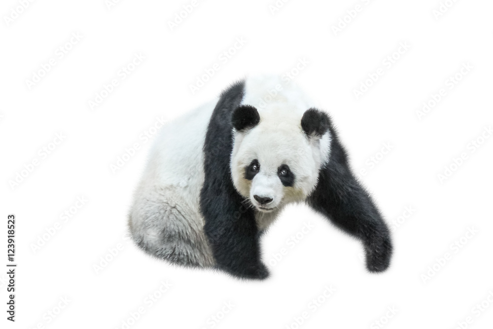 Panda Sitting Front View