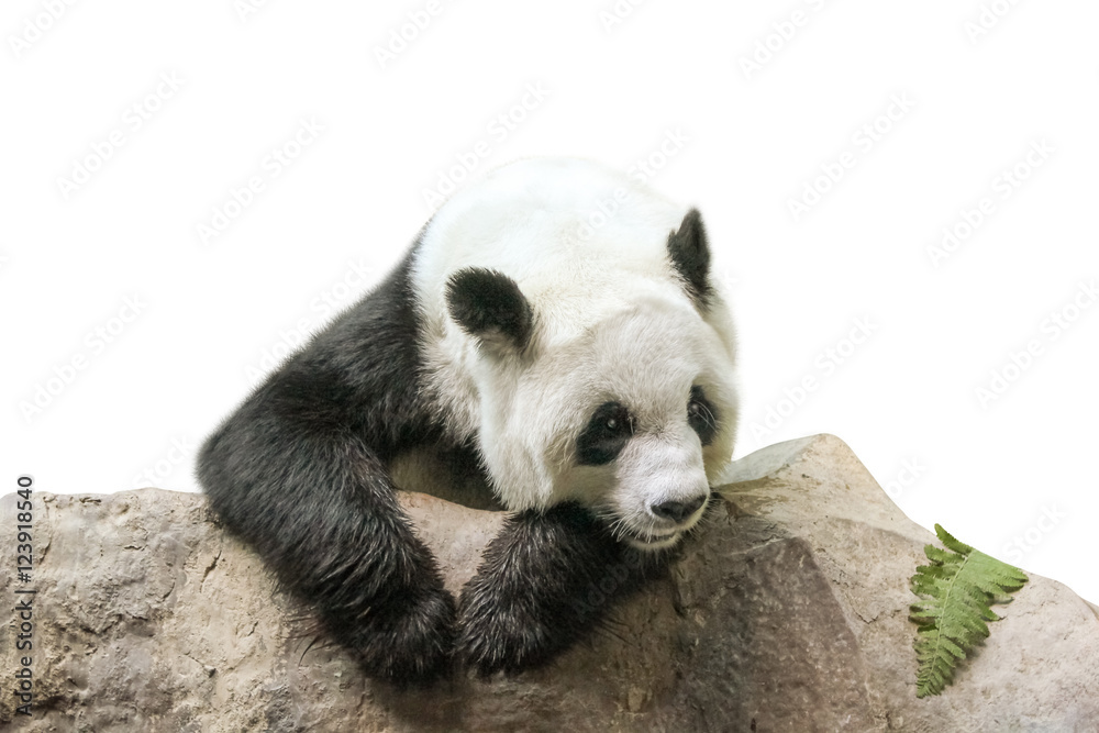 The Giant Panda, Ailuropoda melanoleuca, Also known as panda bear, is a ...
