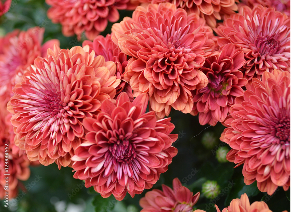 Coral colored mums (macro) Stock Photo | Adobe Stock