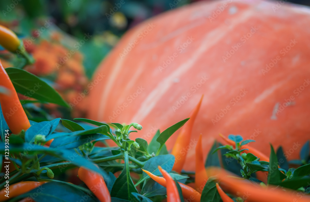 Pumpkin close-up. Orange pumpkin side view. Gourd fragment close up ...