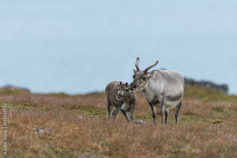 Reindeer foto de Stock | Adobe Stock