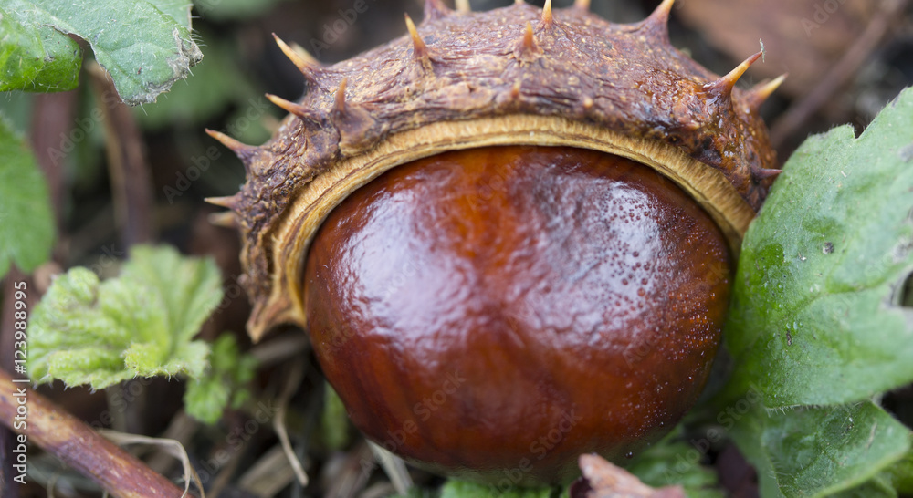 Foto Stock Kastanie in Schale | Adobe Stock