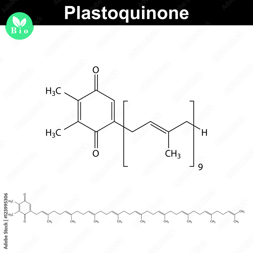 Plastoquinone - photosynthesis electron transport chain part Stock ...