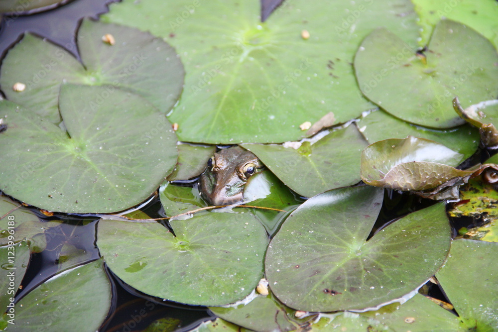 Hidden frog in the pond Stock Photo | Adobe Stock