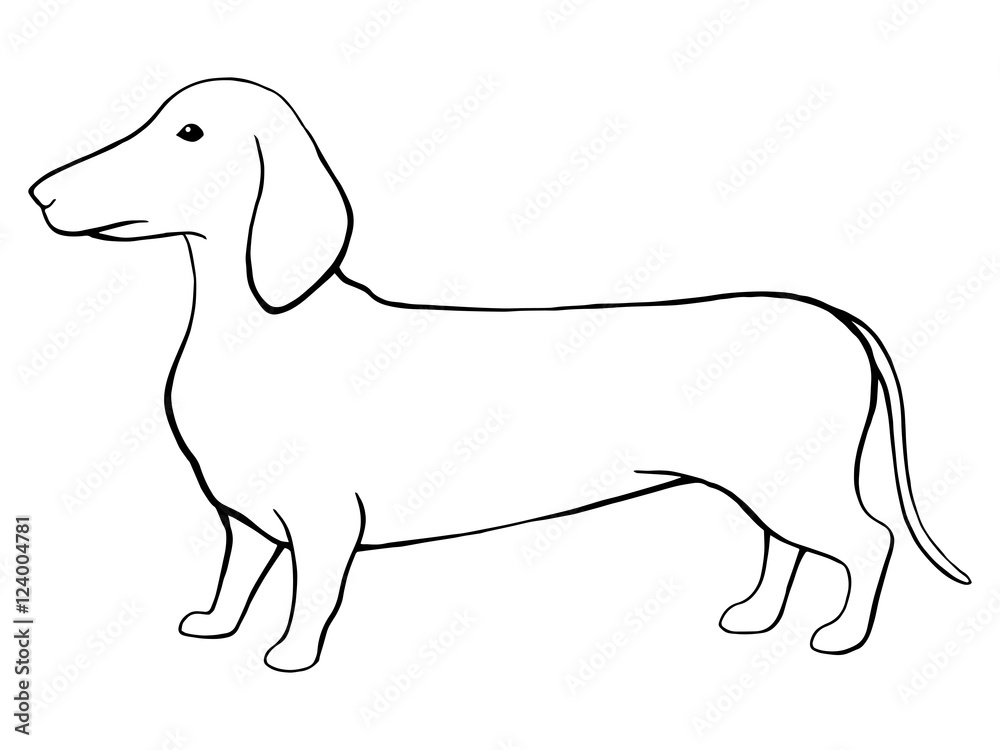 Black Wiener Dog Drawing