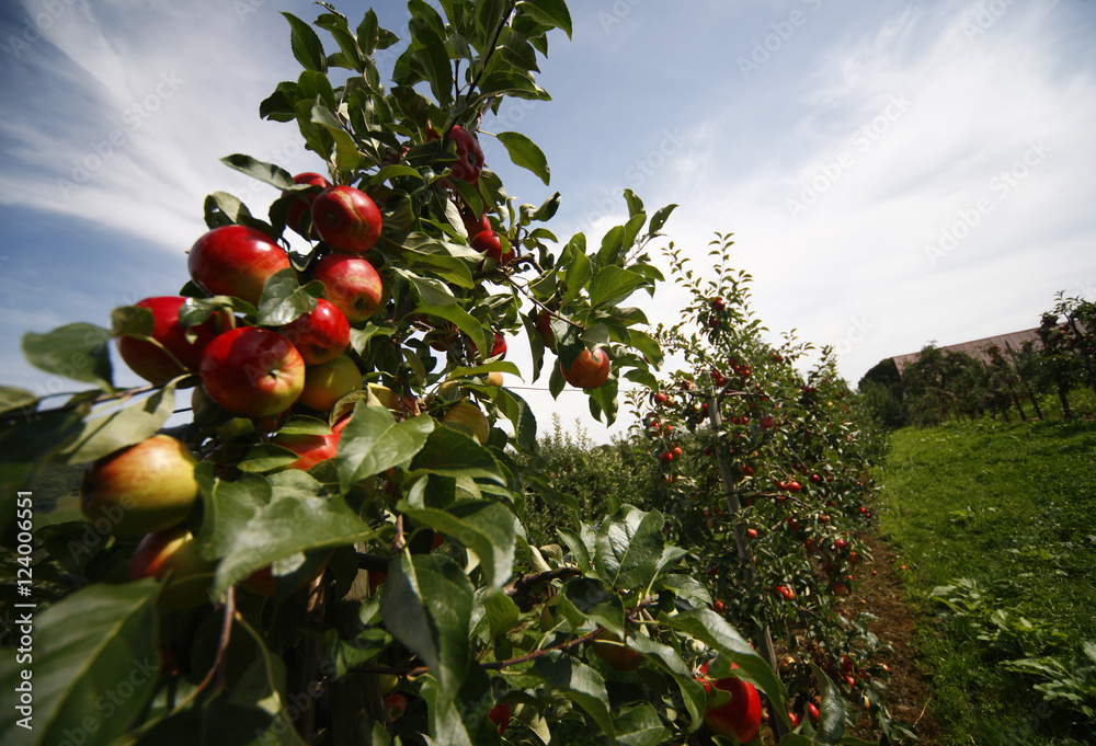 Äpfel am Baum, Apfelplantage Stock Photo | Adobe Stock