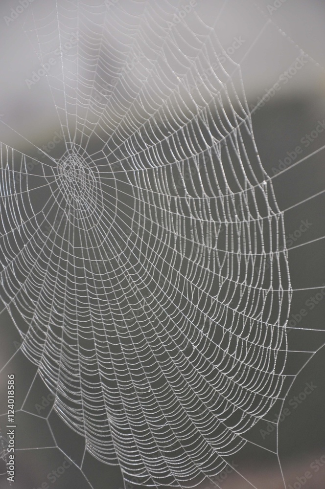 Spinnenweben, ein schönes, großes Spinnennetz und nebliger Morgen Stock ...