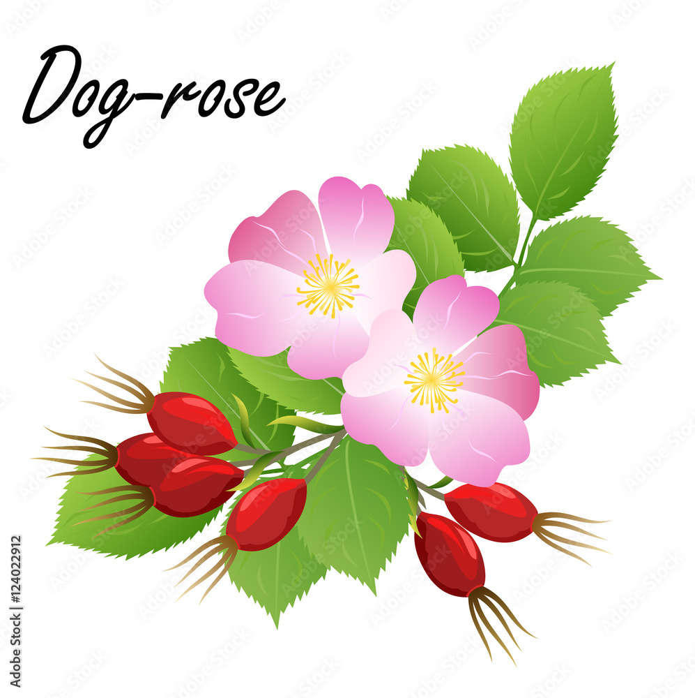 Dog-rose (Rosa canina) branch with flowers and hips. Vector ...