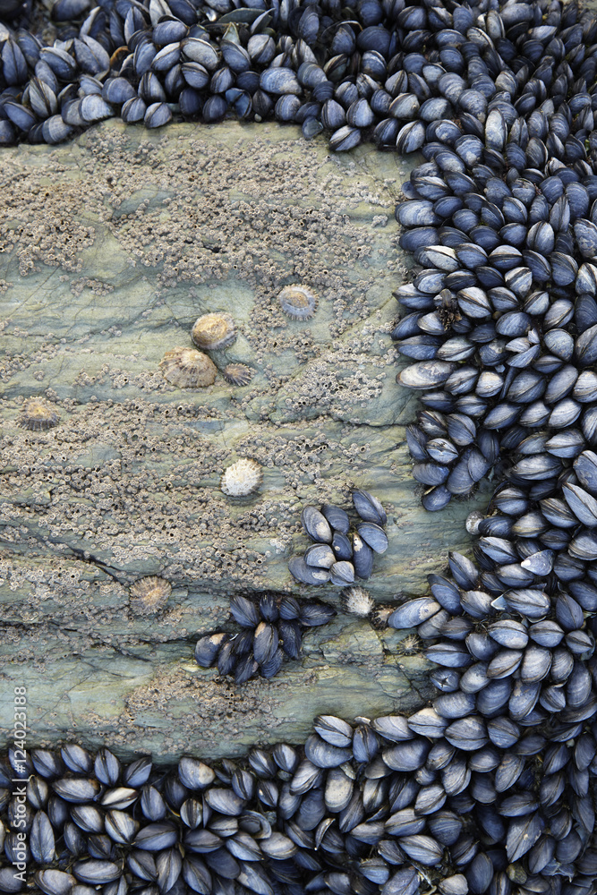 A whole page of rock background texture with muscle shells forming a ...